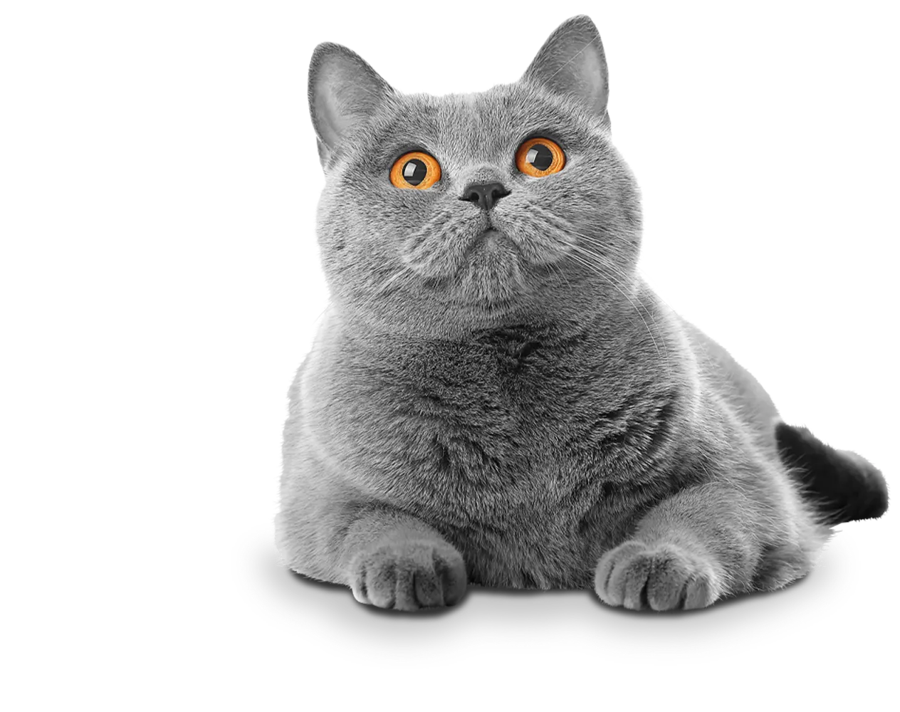 The Meowment Your Cat Has Been Waiting For / INABA Churu Premium Cat ...