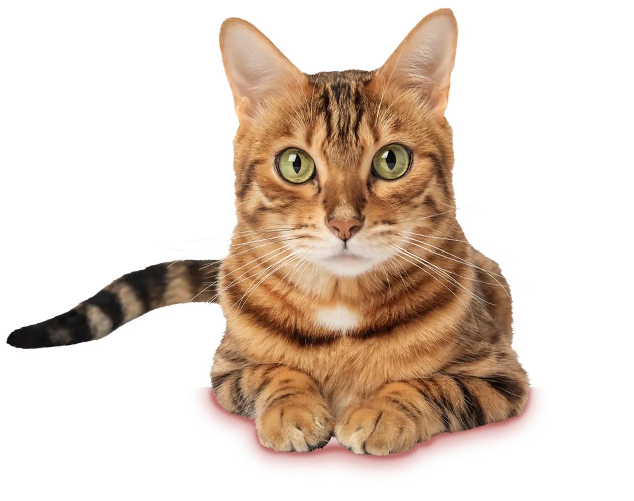 The Meowment Your Cat Has Been Waiting For / INABA Churu Premium Cat ...