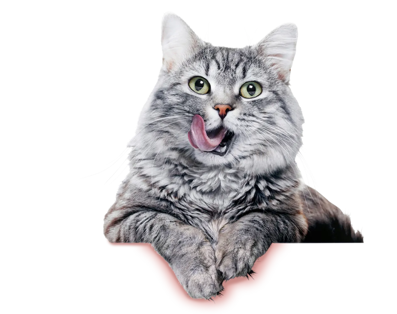 The Meowment Your Cat Has Been Waiting For / INABA Churu Premium Cat ...